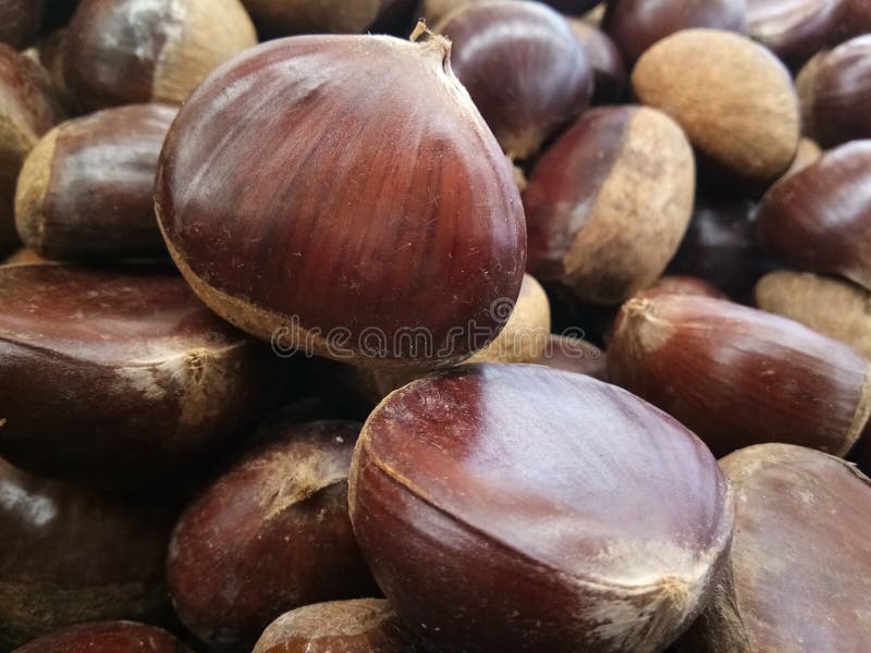 Chestnut stock photo. Image of nuts, food, plants, vegetables - 171383990
