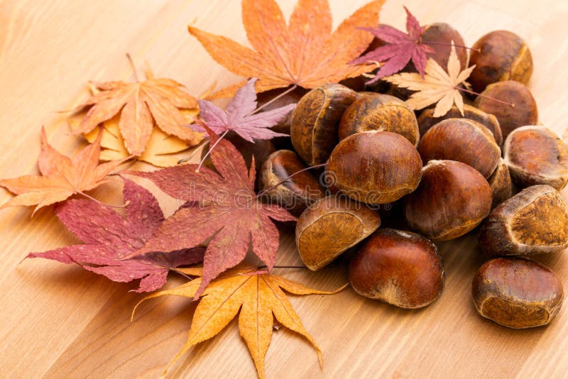 Chestnut and Dried Maple Leave Stock Image - Image of tasty, vegetable ...
