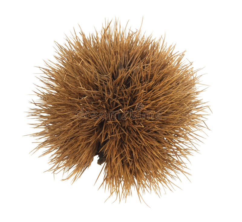 Chestnut dried spiky shell stock image. Image of fall - 207206125