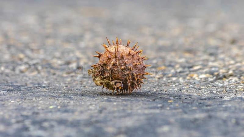 Chestnut with Dry Prickly Shell on Rough Ground Stock Photo - Image of ...