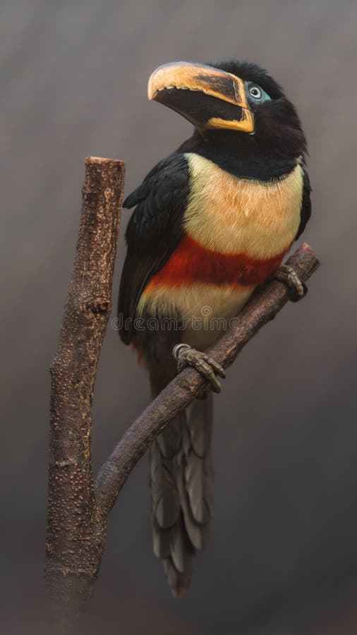 Chestnut-eared aracari stock image. Image of color, cute - 269865185