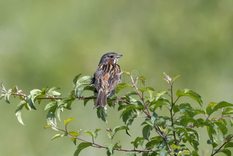 Chestnut-eared Bunting on the Branch of Tree Stock Image - Image of ...