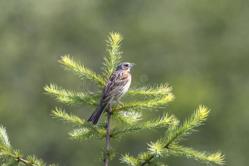 Chestnut-eared Bunting on the Branch of Tree Stock Photo - Image of ...