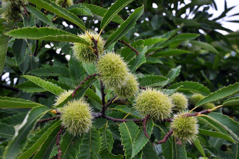 Chestnut is Edible in a Prickly Plush Stock Photo - Image of food ...