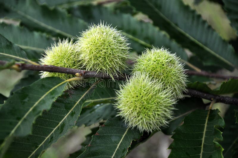 Chestnut is Edible in a Prickly Plush Stock Photo - Image of medicine ...