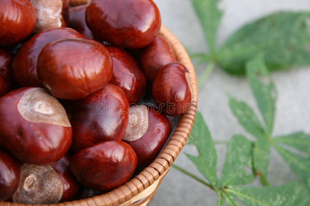 Chestnuts stock photo. Image of afternoon, chestnuts, seasons - 1310742