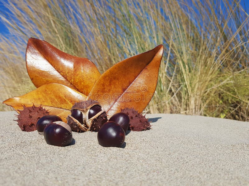 Funny and Scary Chestnut on the Nature Stock Photo - Image of prickly ...