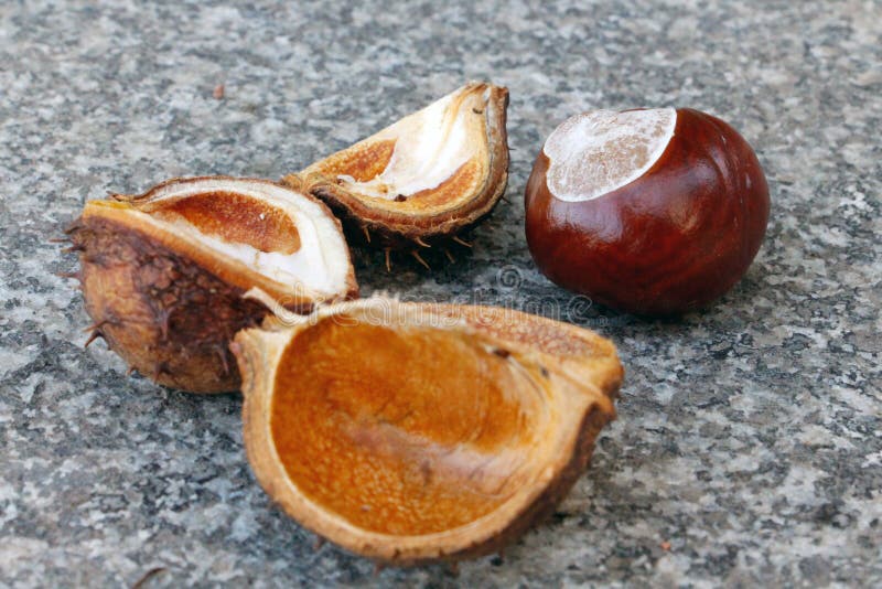 Chestnut stock photo. Image of fall, snack, ground, season - 45106688