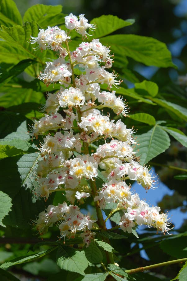 Chestnut flower stock photo. Image of castanea, foliage - 43860694