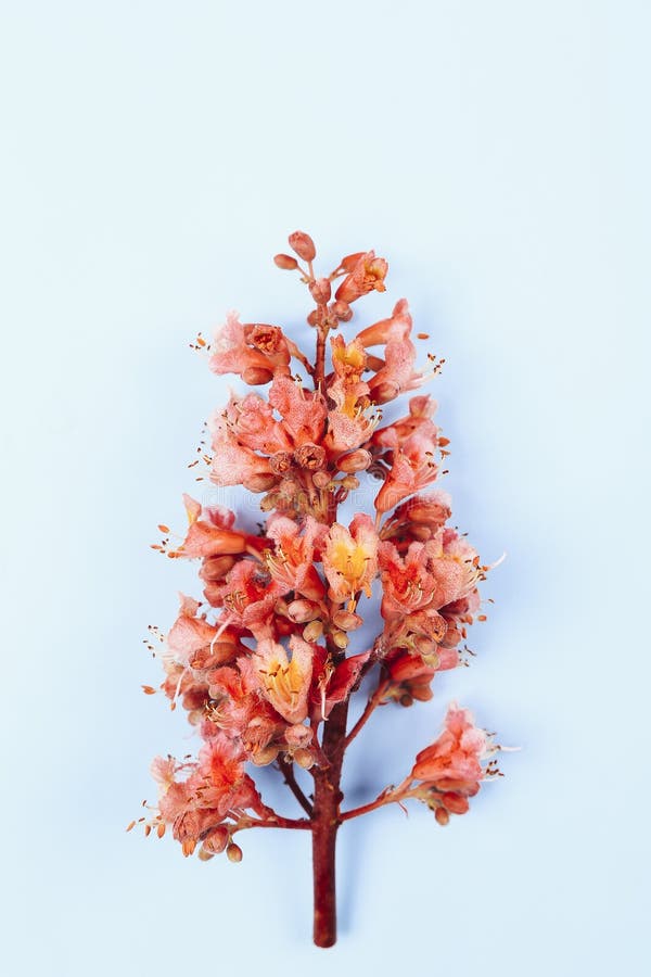 Chestnut Flower Bloom on Blue Background Stock Image - Image of conker ...
