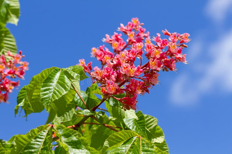 Red Chestnut Flower& X28;Erythrina Crista Galli& X29; Stock Photo ...