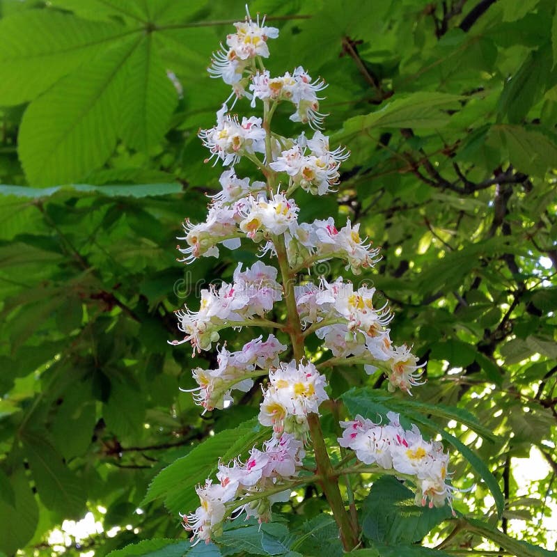 Chestnut flower stock image. Image of flower, closeup - 70305549