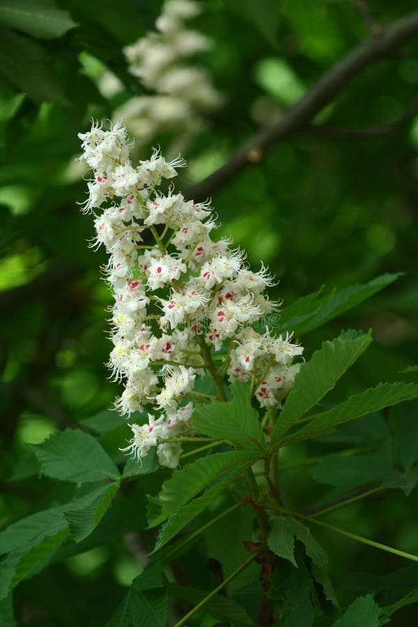 Chestnut flower stock image. Image of leaves, park, calm - 140141545