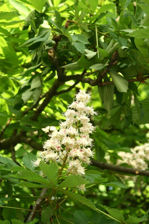 Chestnut flower stock image. Image of green, park, nature - 140141609