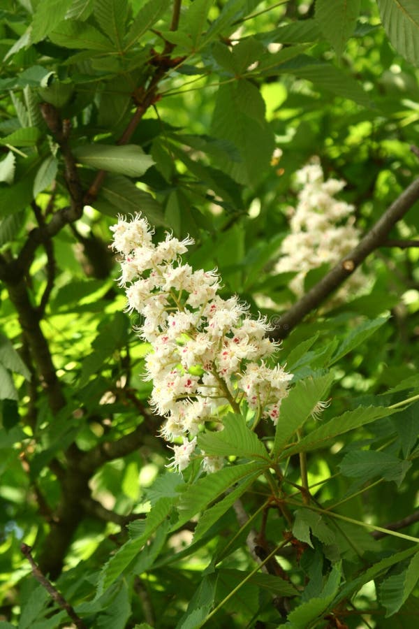 Chestnut flower stock photo. Image of green, shot, flowers - 140141624