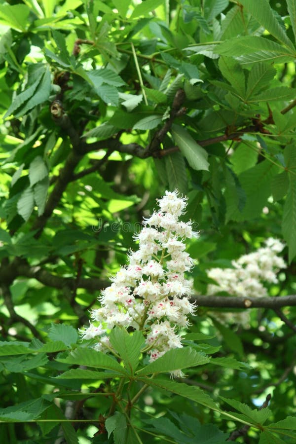 Chestnut flower stock image. Image of tree, green, vertical - 140141955