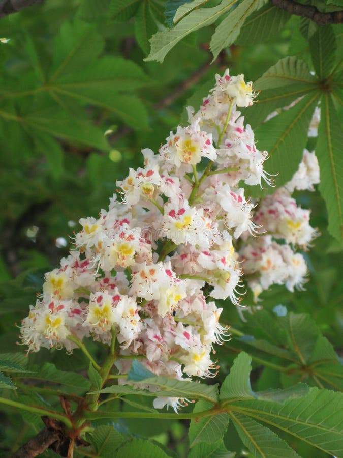 Chestnut flower stock photo. Image of warm, vertical - 140155016