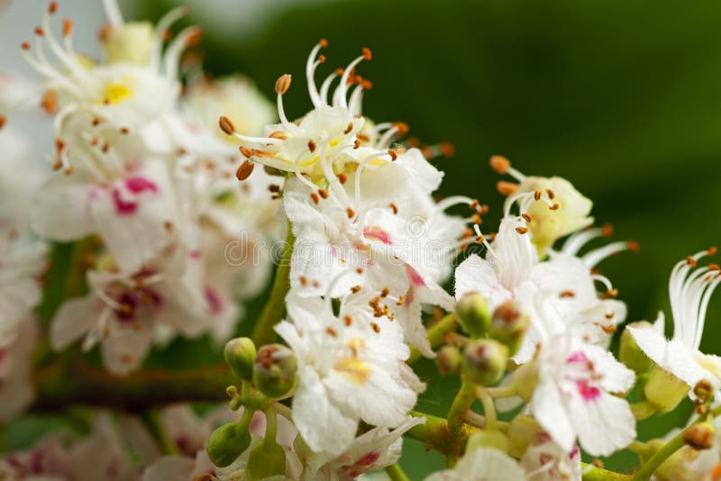 Chestnut flower stock photo. Image of branch, green, outdoors - 54903952