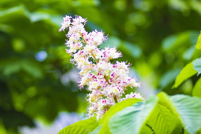 Chestnut Flower on the Tree Stock Image - Image of flower, south: 147807727