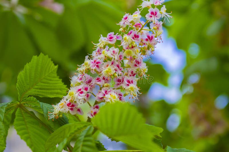 Chestnut Flower on the Tree Stock Image - Image of flower, tree: 147807635