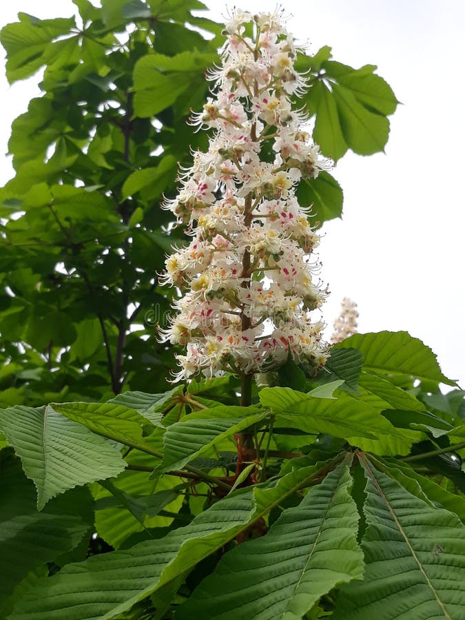 Chestnut flower stock photo. Image of pink, brightly - 91884836