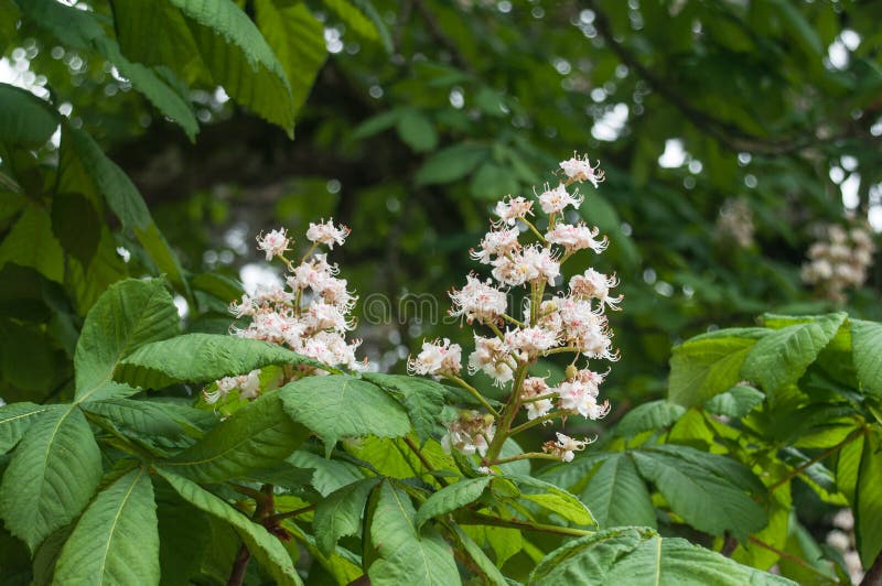 Aesculus Hippocastan Stock Photos - Free & Royalty-Free Stock Photos ...