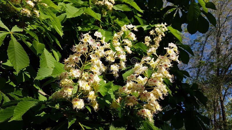 Chestnut flowers. stock photo. Image of plants, morning - 116048174