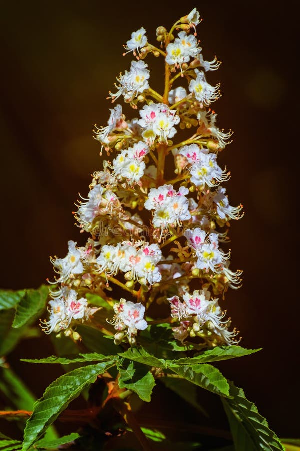 Chestnut Flowers stock image. Image of flowers, blossom - 42095437