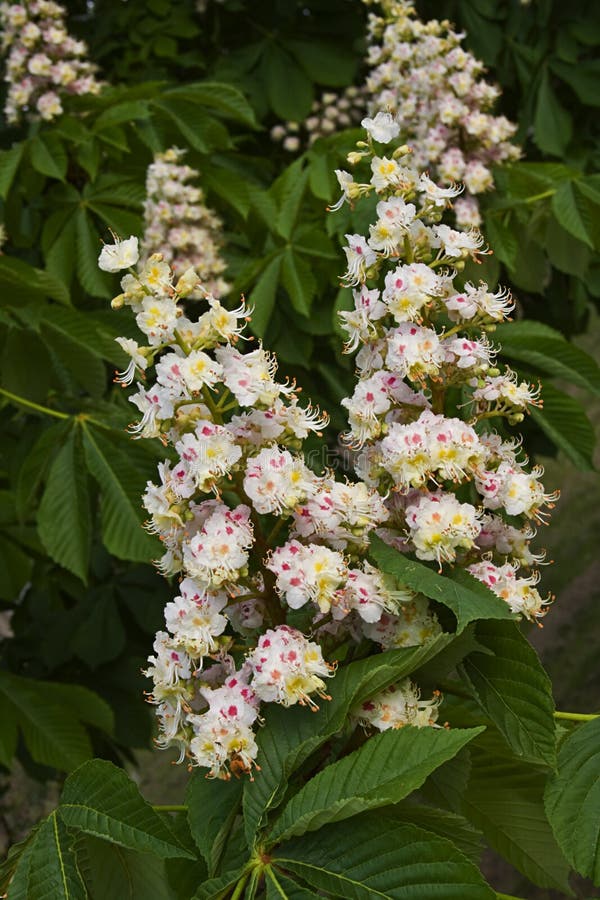 Chestnut flowers stock photo. Image of chestnut, nature - 31341432