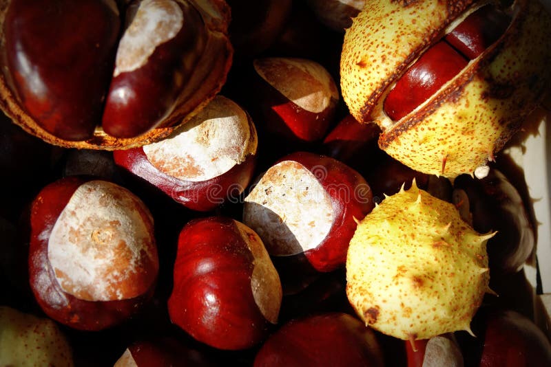 Chestnut, Food, Nut, Nuts & Seeds Picture. Image: 122828254