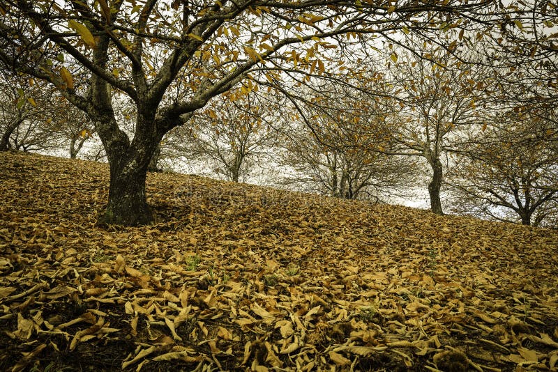 Chestnut forest. stock photo. Image of colorful, field - 235594516