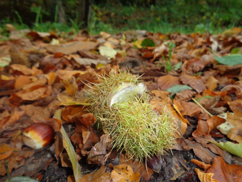Chestnut in forest stock photo. Image of chestnuts, nuts - 63215936