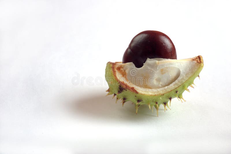 Chestnut stock photo. Image of open, flora, season, crust - 44464586