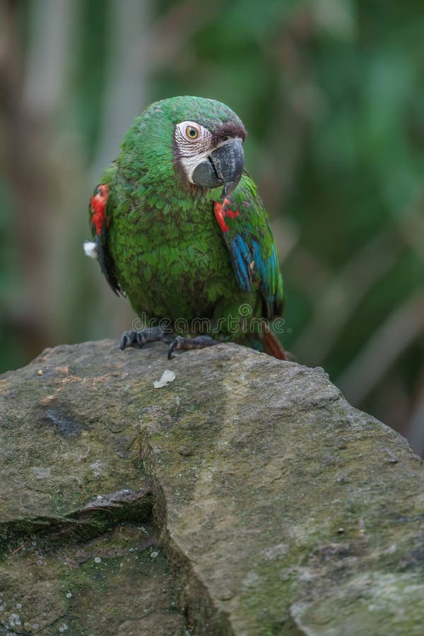 Chestnut-fronted macaw stock image. Image of beak, avian - 269862921