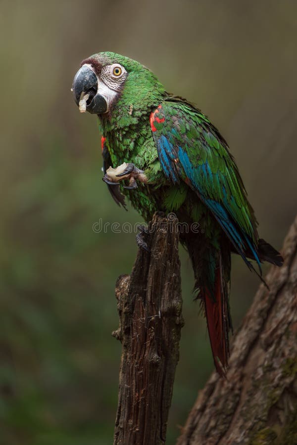 Chestnut-fronted macaw stock image. Image of flight - 269862967
