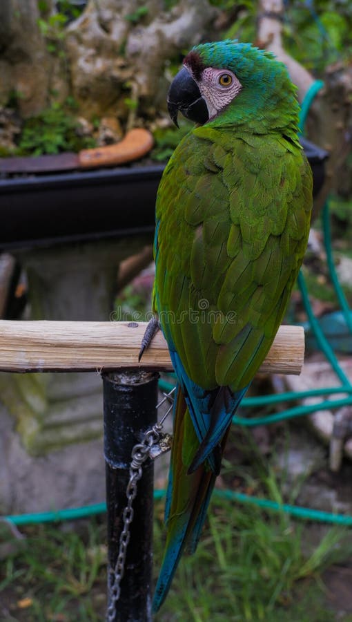The Chestnut-fronted Macaw or Severe Macaw & X28;Ara Severus& X29; is ...
