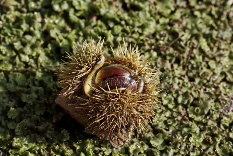 Chestnut fruit stock photo. Image of fall, broadleafed - 30242908