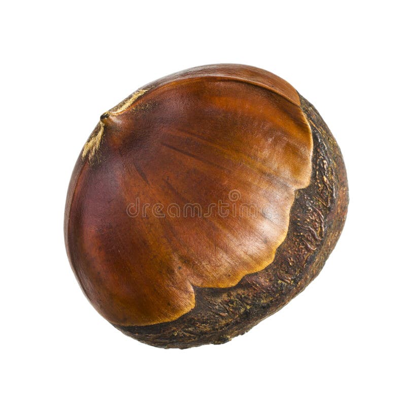 Chestnut fruit stock photo. Image of closeup, close - 245771014