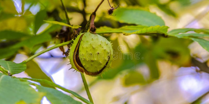 Chestnut Fruit on Tree with Split Open Spiny Shell Stock Photo - Image ...