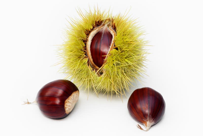 Chestnut Fruit and Seeds stock photo. Image of portuguese - 23737654