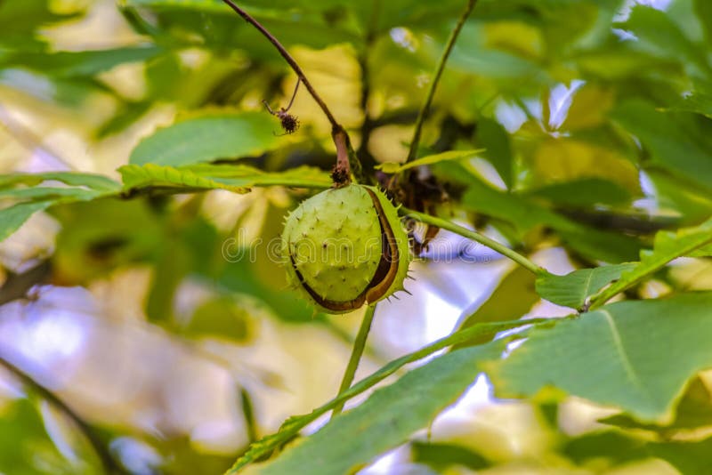 Chestnut Fruit on a Tree with Split Open Spiny Bur Stock Image - Image ...