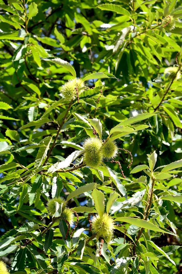 Castanea Sativa Wild Chestnut Tree with Chestnuts and Green Leaves ...