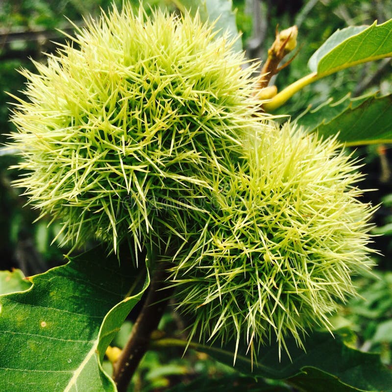 Chestnut stock photo. Image of fuzzy, growing, still - 77869706