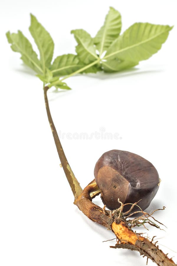 Conker tree germination stock image. Image of plant, horse - 69609219