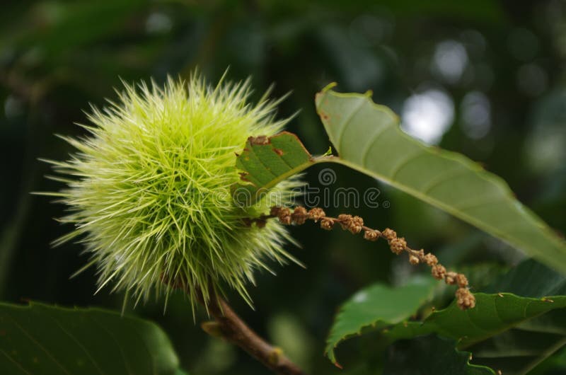 Chestnut stock photo. Image of shell, nuts, green, chestnut - 124261600