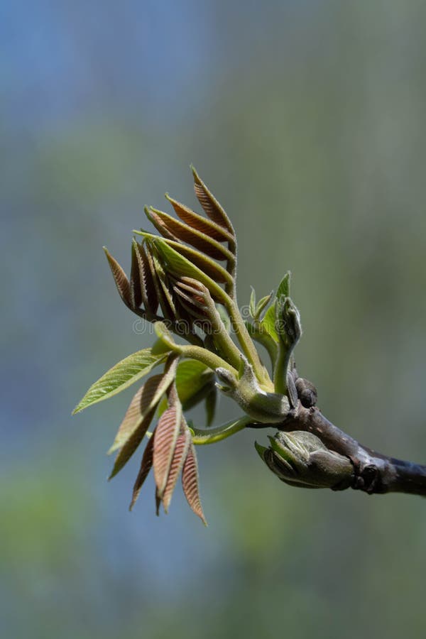 Chestnut Green Leaves Sprouts Growth with Buds Opening on Branches ...