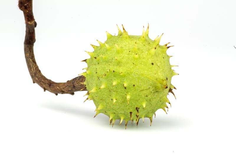 Chestnut in green shell stock photo. Image of organic - 26997618