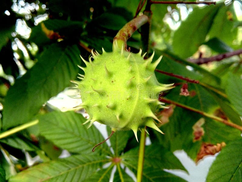 Chestnut in Green Shell in Tree Stock Image - Image of shell, fruits ...