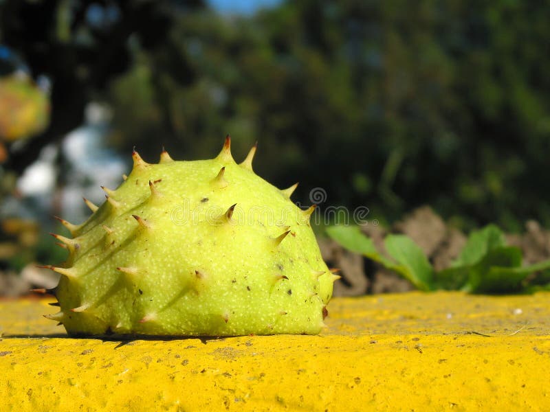 Chestnut stock photo. Image of autumn, pain, october - 33021866