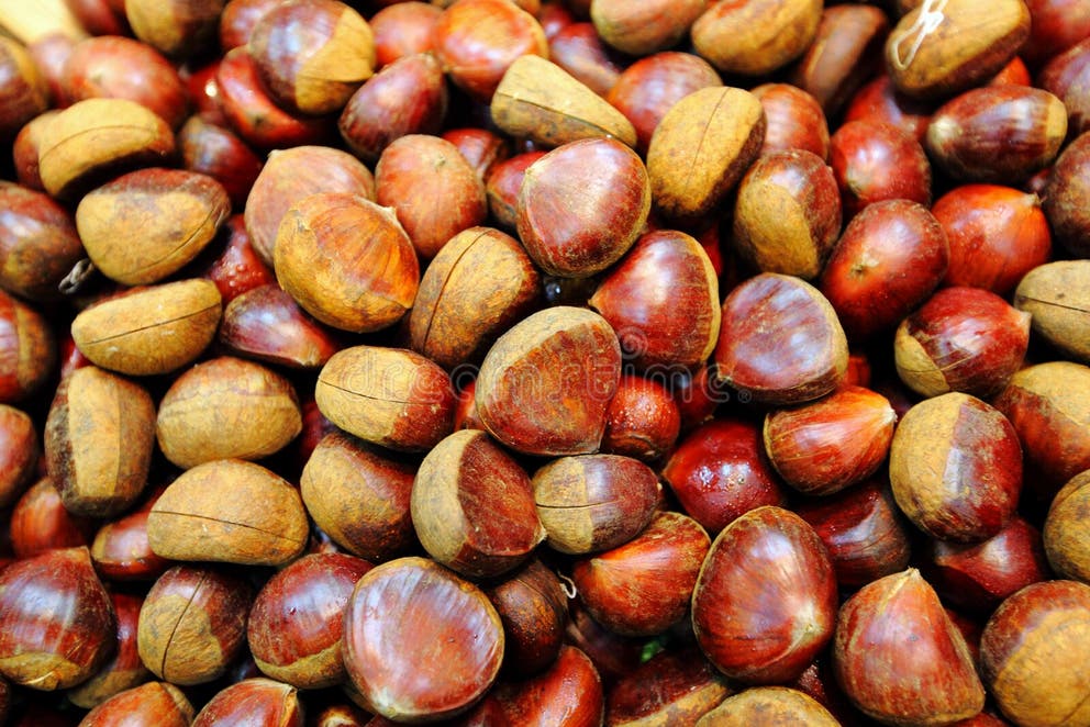 Chestnut stock photo. Image of roasted, fruit, natural - 38419748
